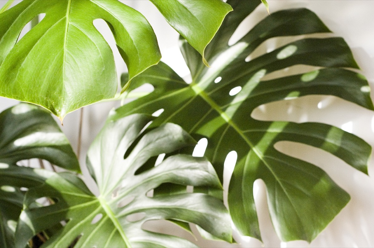 Come curare la Monstera Deliciosa Variegata - GreenStyle