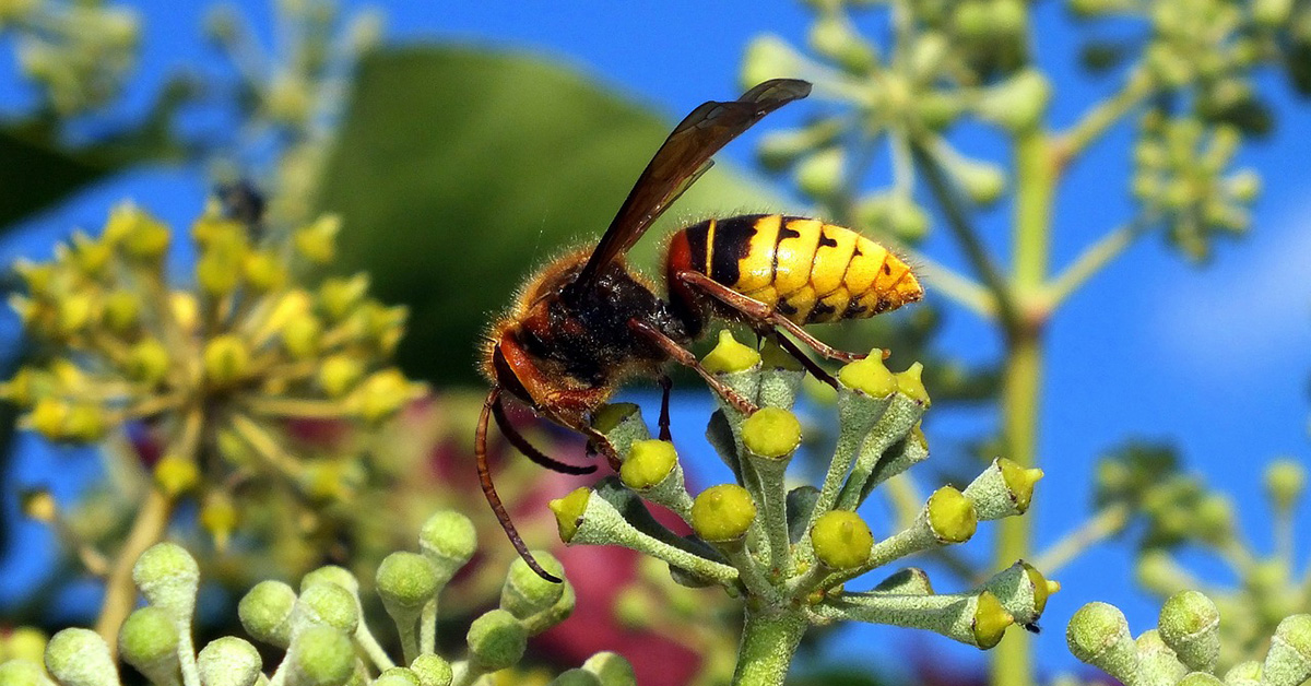 Nidi di calabroni: come riconoscerli e cosa fare per rimuoverli - GreenStyle