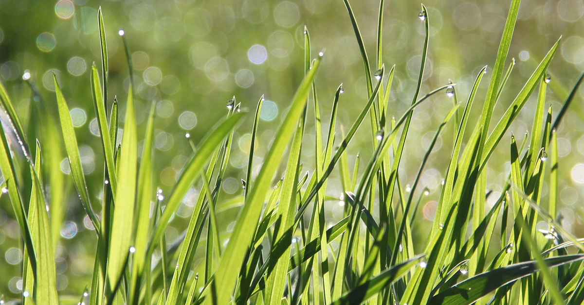 Qual è l'erba per prato che non si taglia - GreenStyle