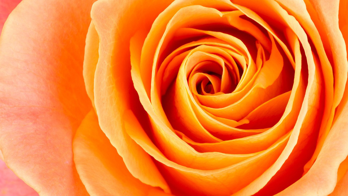 Qual è la la rosa più rara al mondo? - GreenStyle