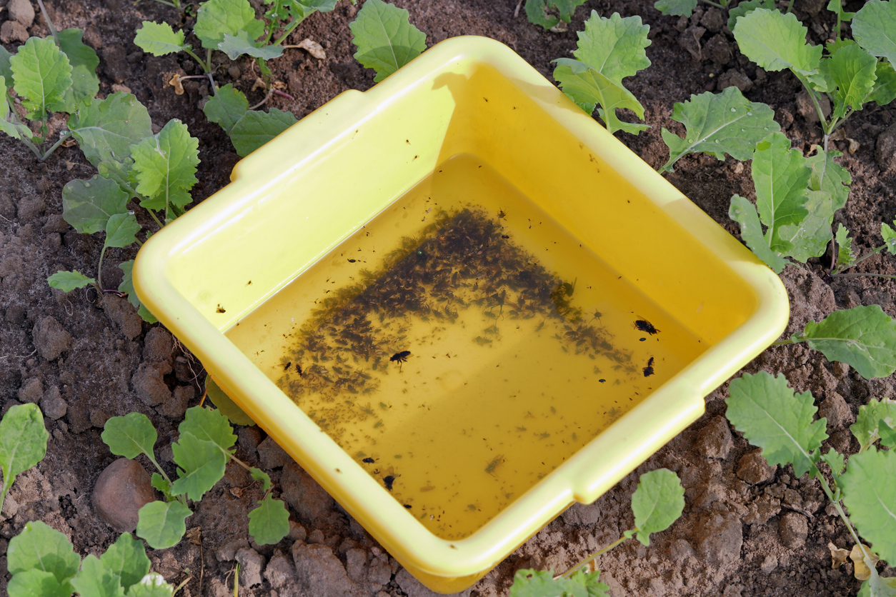 Come fare una trappola per zanzare fai da te - GreenStyle