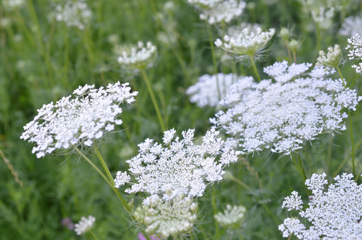 Cicuta: 6 cose da sapere sulla pianta di Socrate - GreenStyle