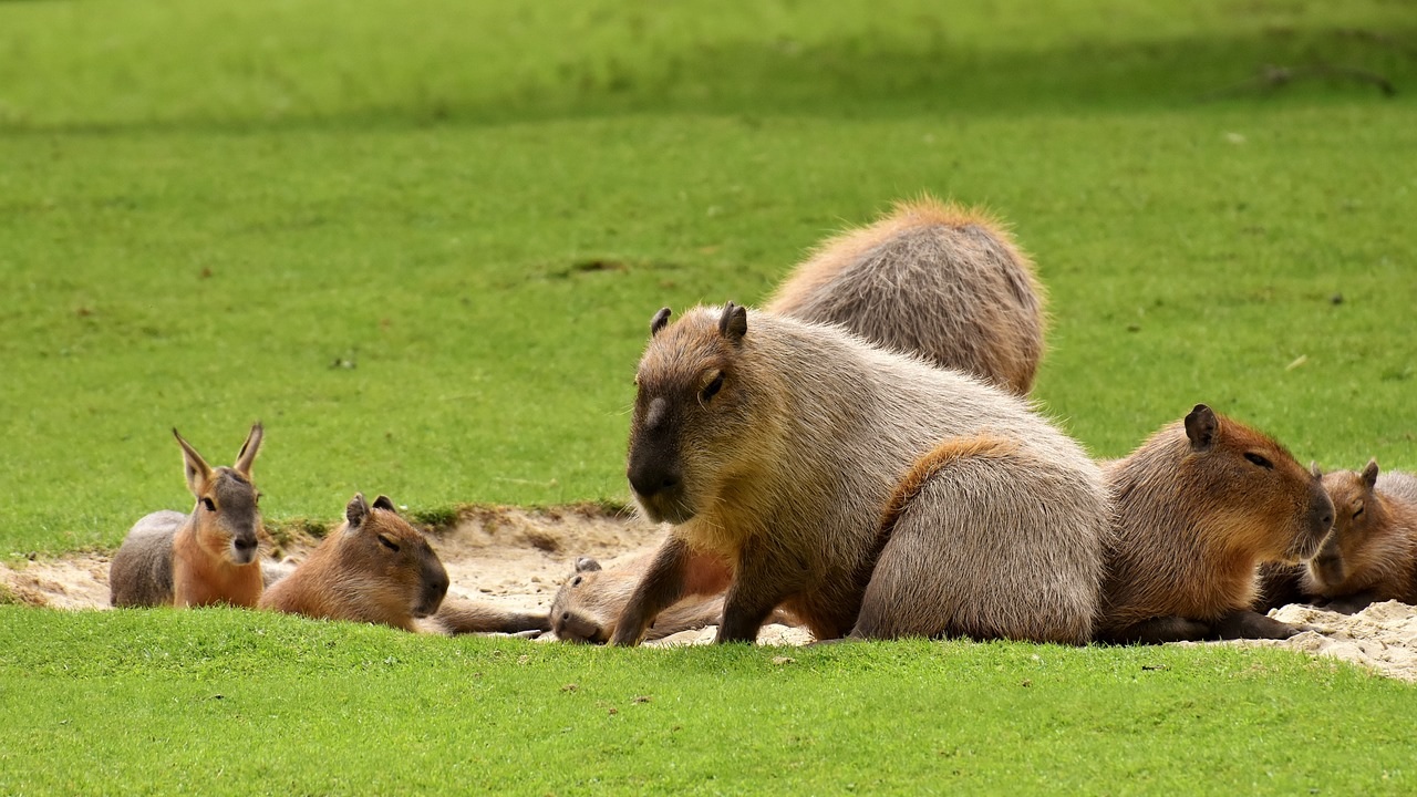 Capibara: colore del mantello e cosa mangia - Greenstyle