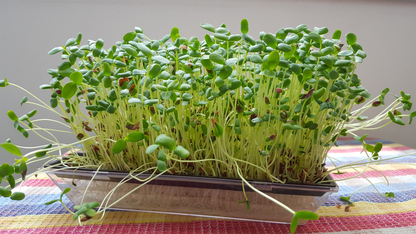 Come coltivare i germogli di soia in casa - GreenStyle