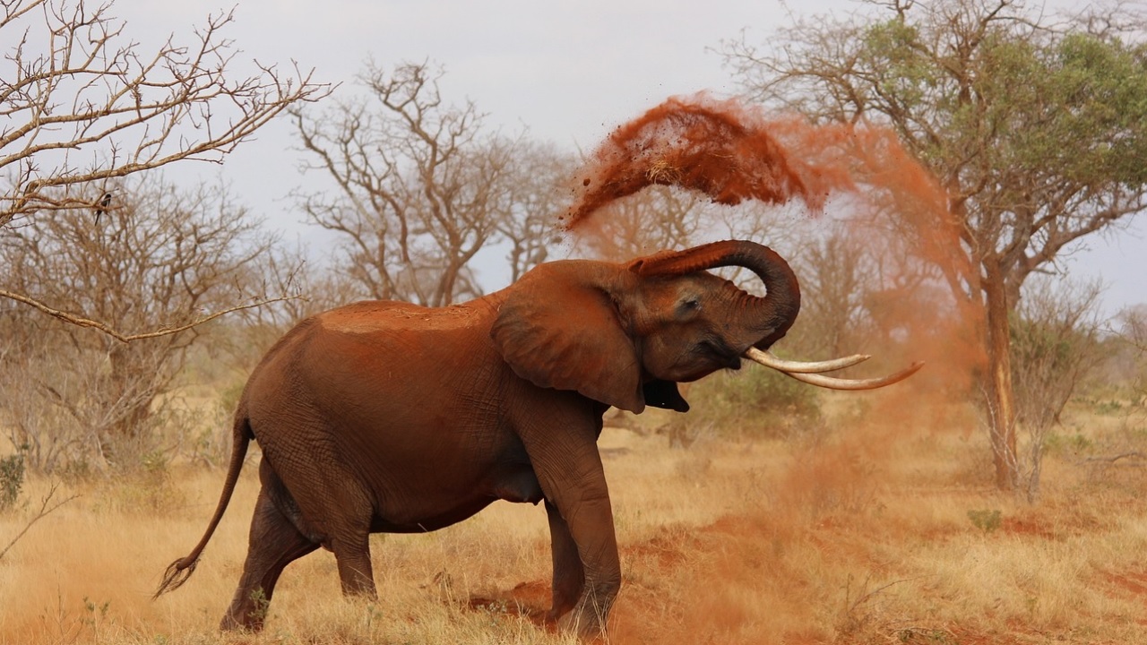 Elefante: curiosità e cose da sapere su questo animale - Greenstyle