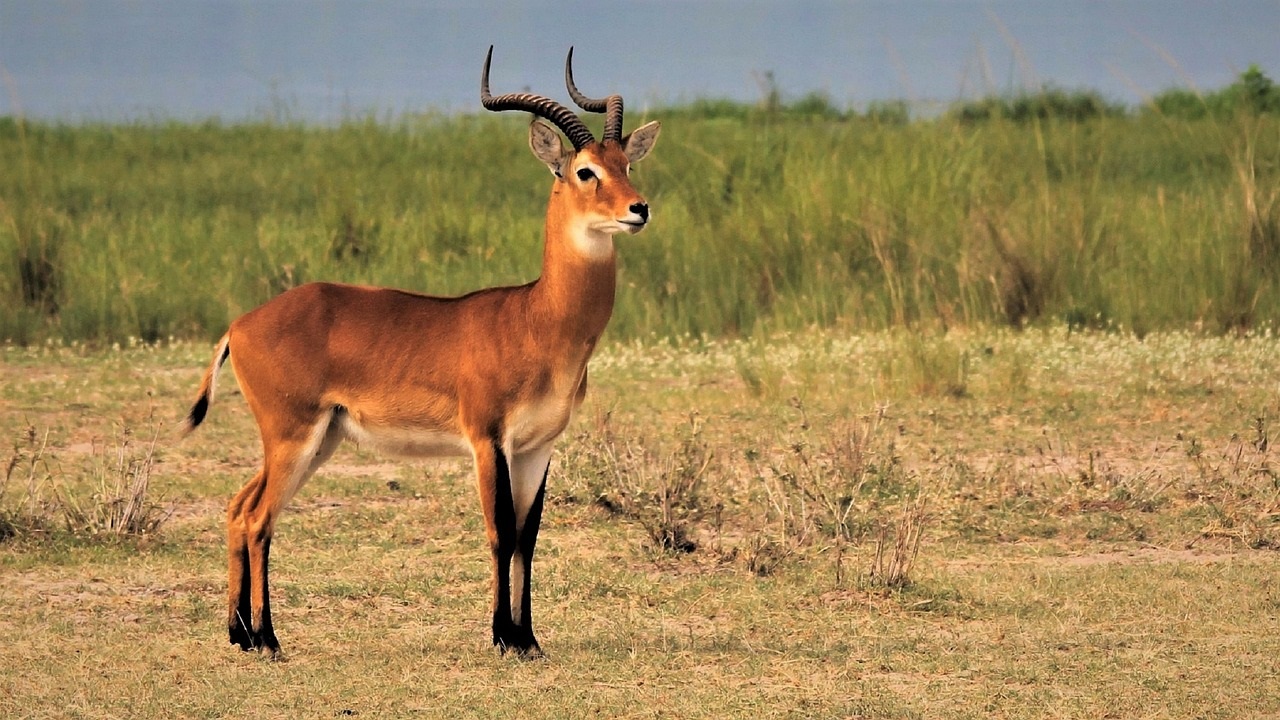 Impala: curiosità, dove vivono e cosa mangiano - Greenstyle