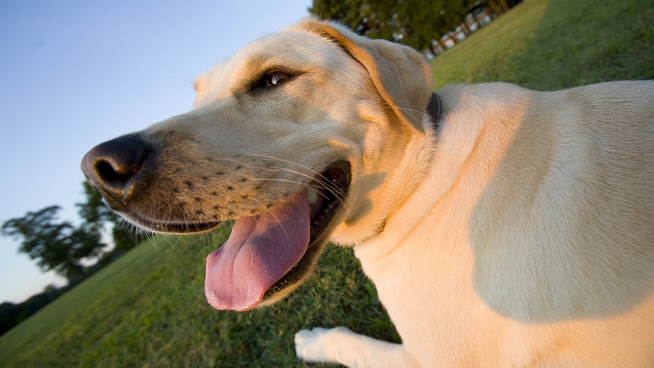 Come si cura l'ascite nel cane - Greenstyle