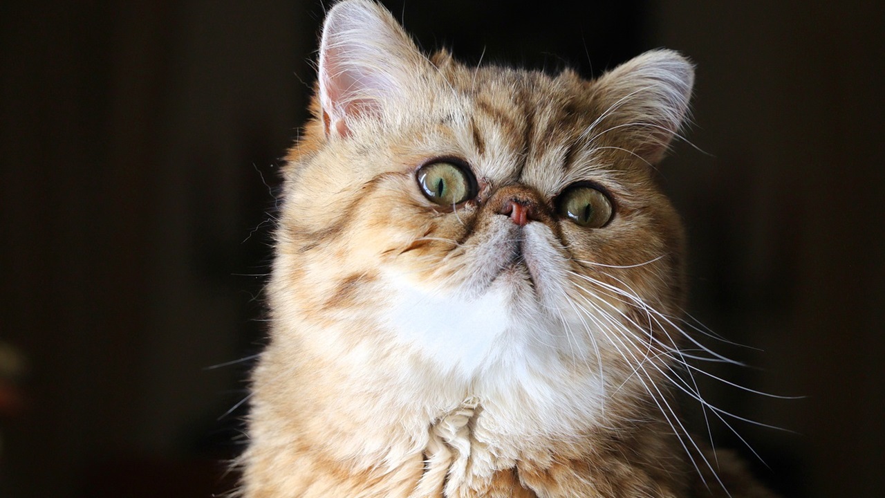 Exotic shorthair: caratteristiche e cura del gatto - Greenstyle