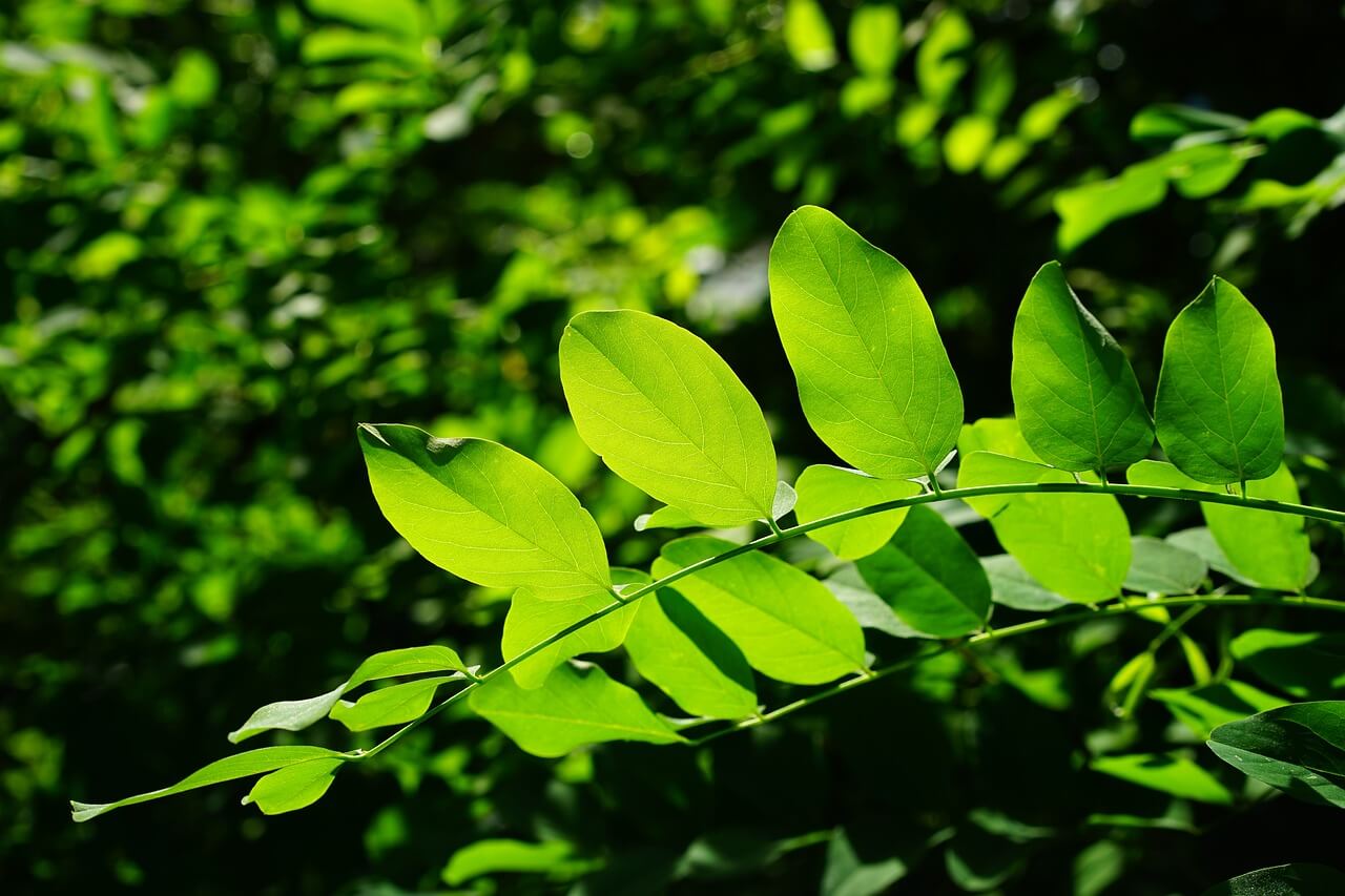 Robinia: caratteristiche e proprietà - GreenStyle