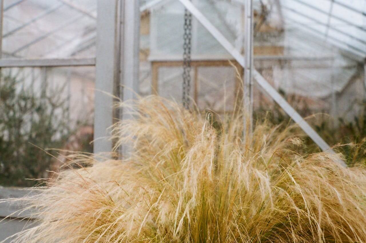 Stipa tenuissima: tutto sulla pianta dai capelli d'angelo - GreenStyle