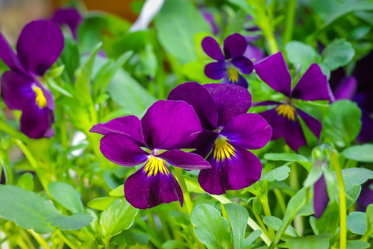 Viole cornute: caratteristiche, coltivazione e cura - GreenStyle
