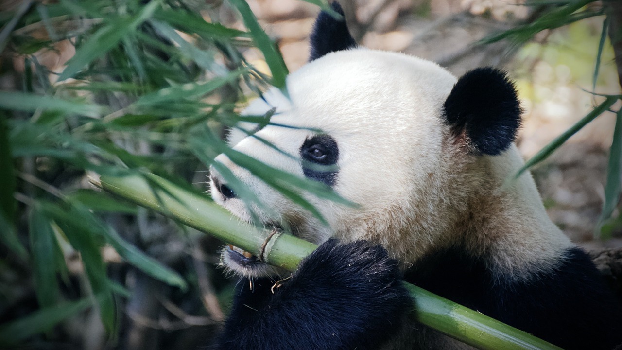 Animali via estinzione: il significato di specie a rischio - Greenstyle