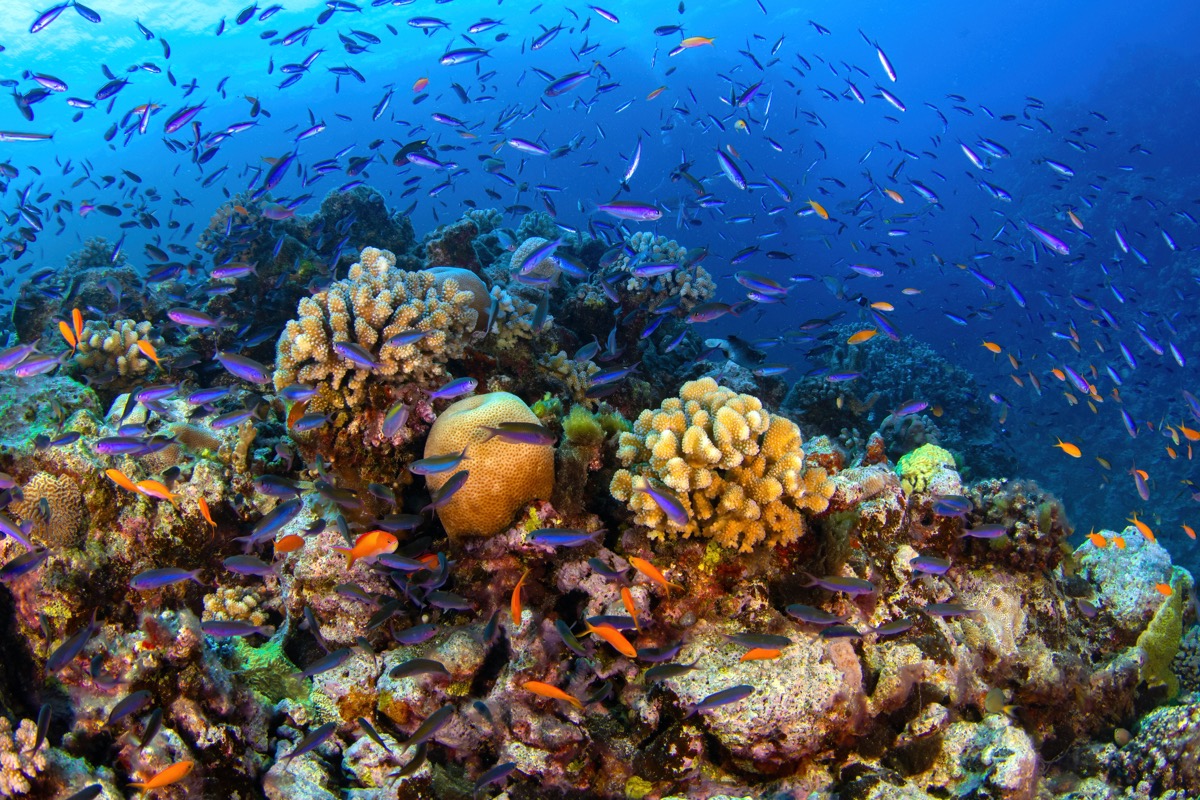 Grande Barriera Corallina sbiancata dai cambiamenti climatici - Greenstyle