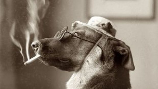 Il fumo nuoce anche alla salute di cani e gatti - Petsblog