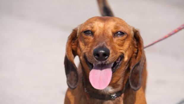 Cani che ridono: foto divertenti - Petsblog