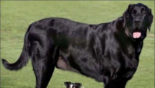 Cani (molto) grandi. Una gallery - Petsblog