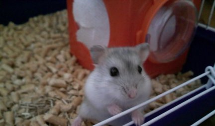 Il criceto più indicato per età e carattere - Petsblog