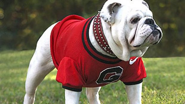Debutta Uga VIII, mascotte della Georgia - Petsblog