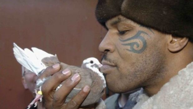 Mike Tyson e i piccioni: amore di lunga data - Petsblog
