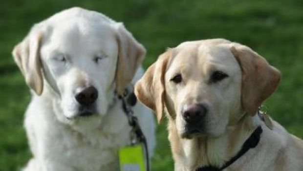 Un cane guida per il cane guida - Petsblog