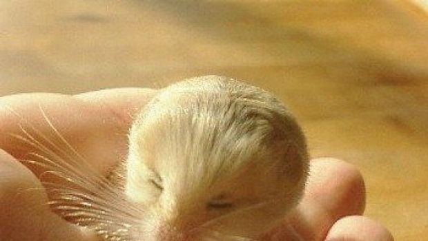 Il più bel topo del mondo - Petsblog