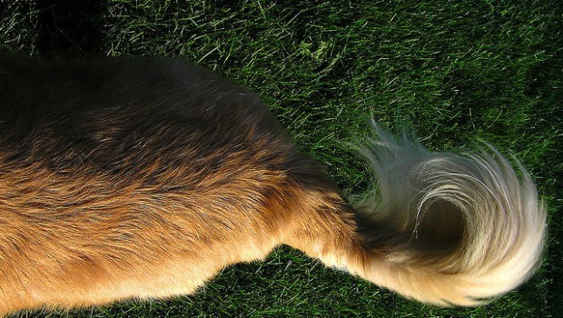 Capire i movimenti della coda del cane: un solo linguaggio e tanti ...