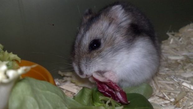 Come si tiene un criceto? Habitat, fondo gabbia e molto di più - Petsblog