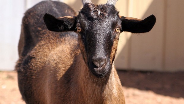 Umberto Saba e il dolore del mondo animale nella poesia La capra - Petsblog