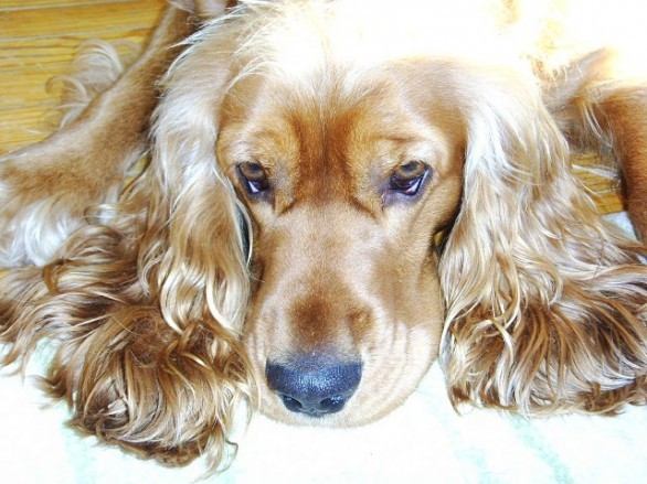 Flush, la biografia di un cane cocker spaniel secondo Virginia Woolf ...