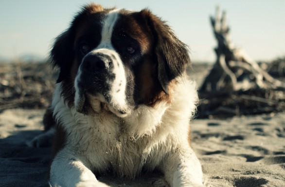 Cane grosso, proprietario grosso - Petsblog