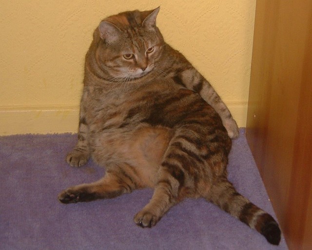 Obesità nei cani e gatti: cause e malattie a rischio - Petsblog