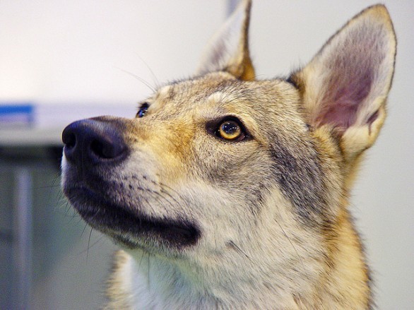 Come scattare una bella foto al cane? Alcuni consigli - Petsblog