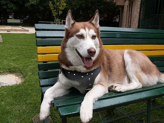 Qual è il clima migliore per un cane Siberian Husky? - Petsblog