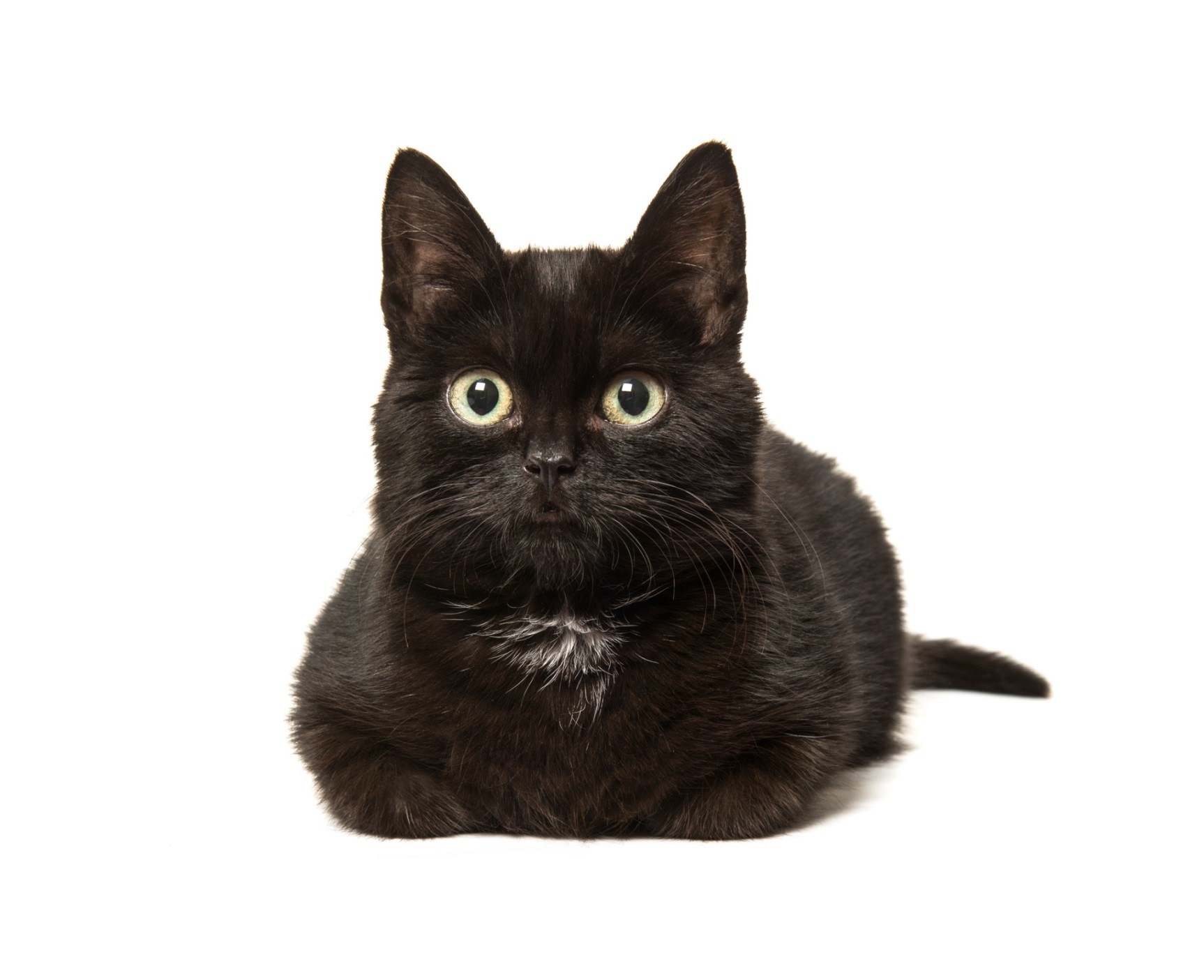 Tutto sul gatto nero: dal carattere alla superstizione - Petsblog