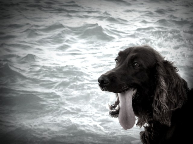 Problemi comportamentali dal cane: dall’aggressività alle eliminazioni ...