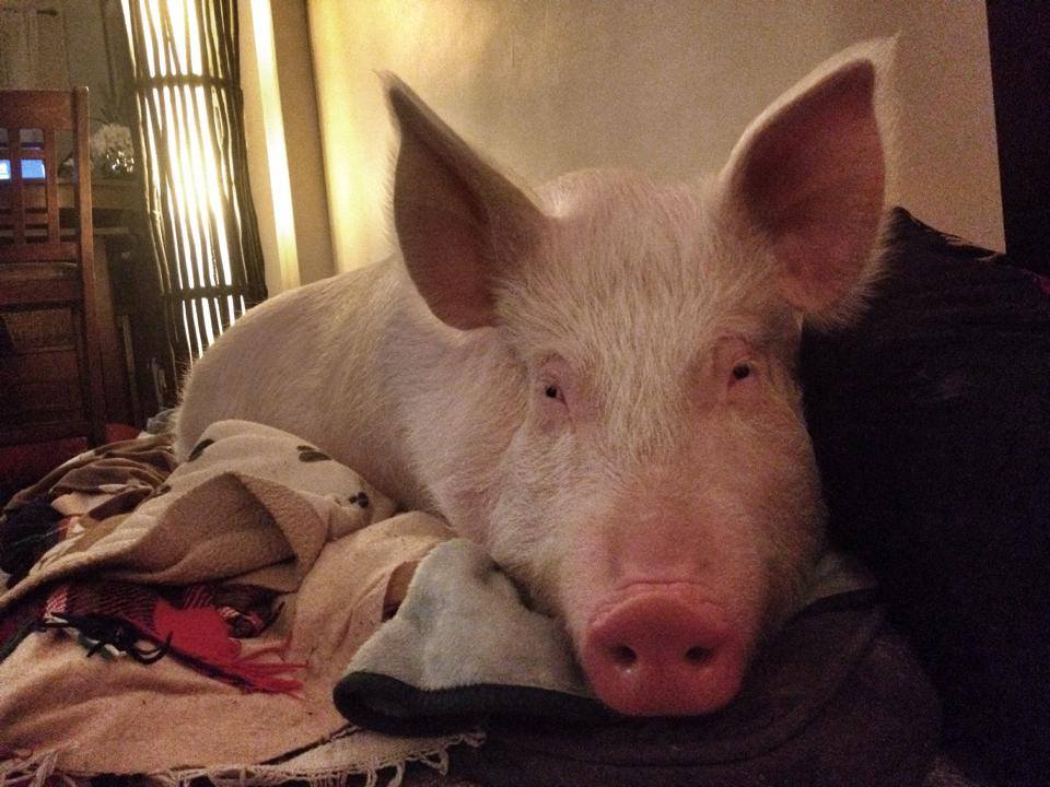 Esther, il maiale che si crede cane - Petsblog