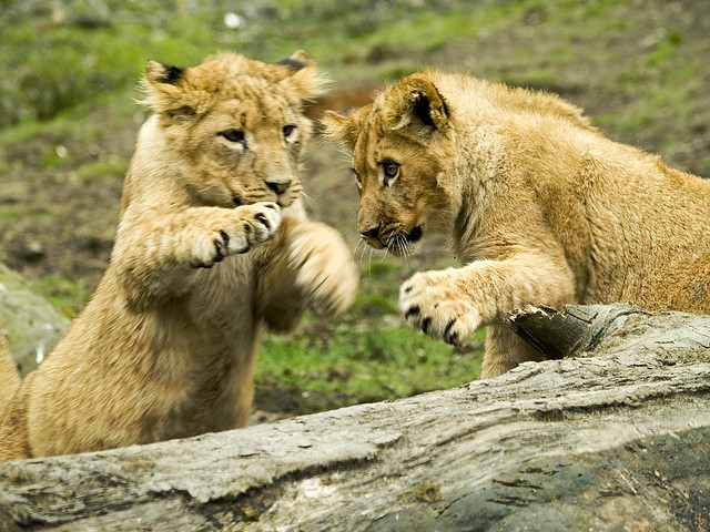 Famiglia di leoni uccisa nello zoo di Copenhagen, l'Enpa: "E' un ...