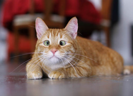 Un micio strabico ha trovato finalmente casa - Petsblog