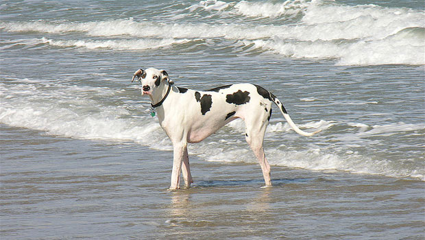 I cani e l'acqua: amano quella del mare, ma temono la vasca. Perché ...