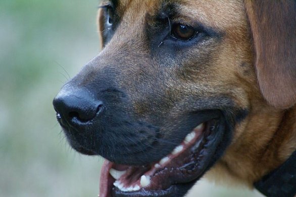 Capire al volo le espressioni del muso del cane - Petsblog