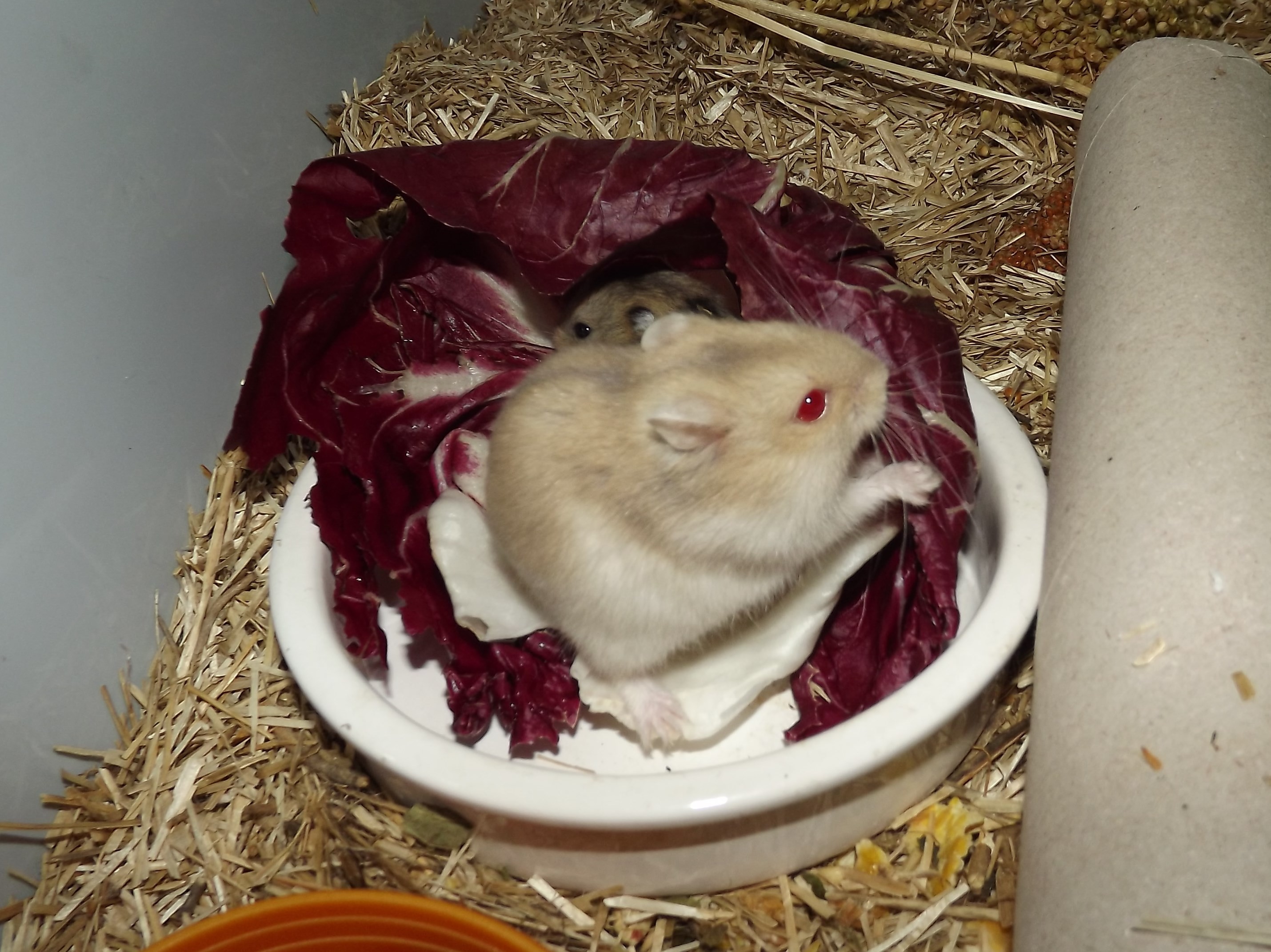 Cosa mangiano i criceti? Guida completa - Petsblog