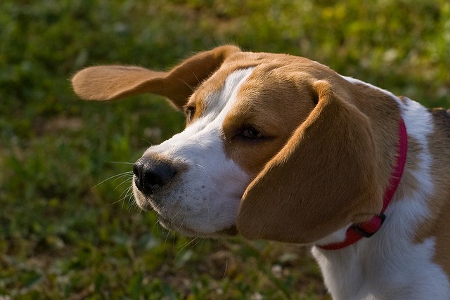 Beagle Pain Syndrome: cause, sintomi e terapia della SRMA - Petsblog