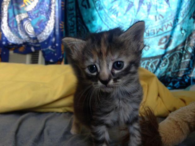 Il gatto triste, foto del "Purrmanently Sad Cat" in cerca di un nome ...