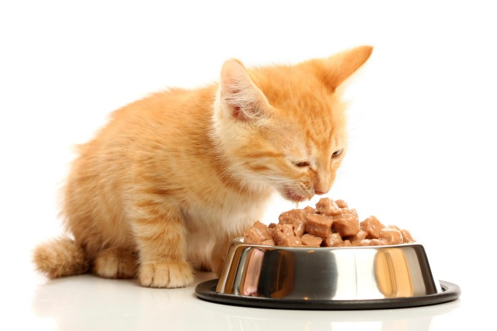 Cibo per gatti: secco o umido, qualità e quantità - Petsblog