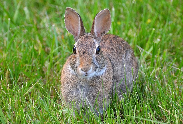 International Rabbit Day & Friends 2014, il 28 settembre si celebrano i ...