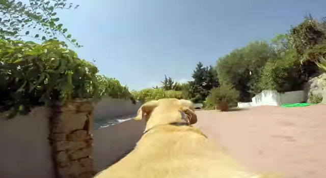 La corsa del labrador felice verso il mare - Petsblog