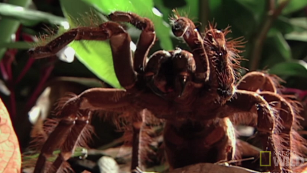 La Tarantola Golia è il ragno più grosso del Mondo - Petsblog