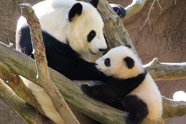 Mamma panda riabbraccia il suo cucciolo dopo una lunga separazione, il ...