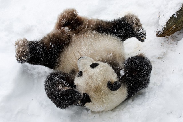 Cucciolo di panda gioca per la prima volta con la neve, il video ...