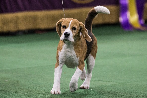 Il cane più bello del mondo è un beagle e si chiama Miss P. - Petsblog